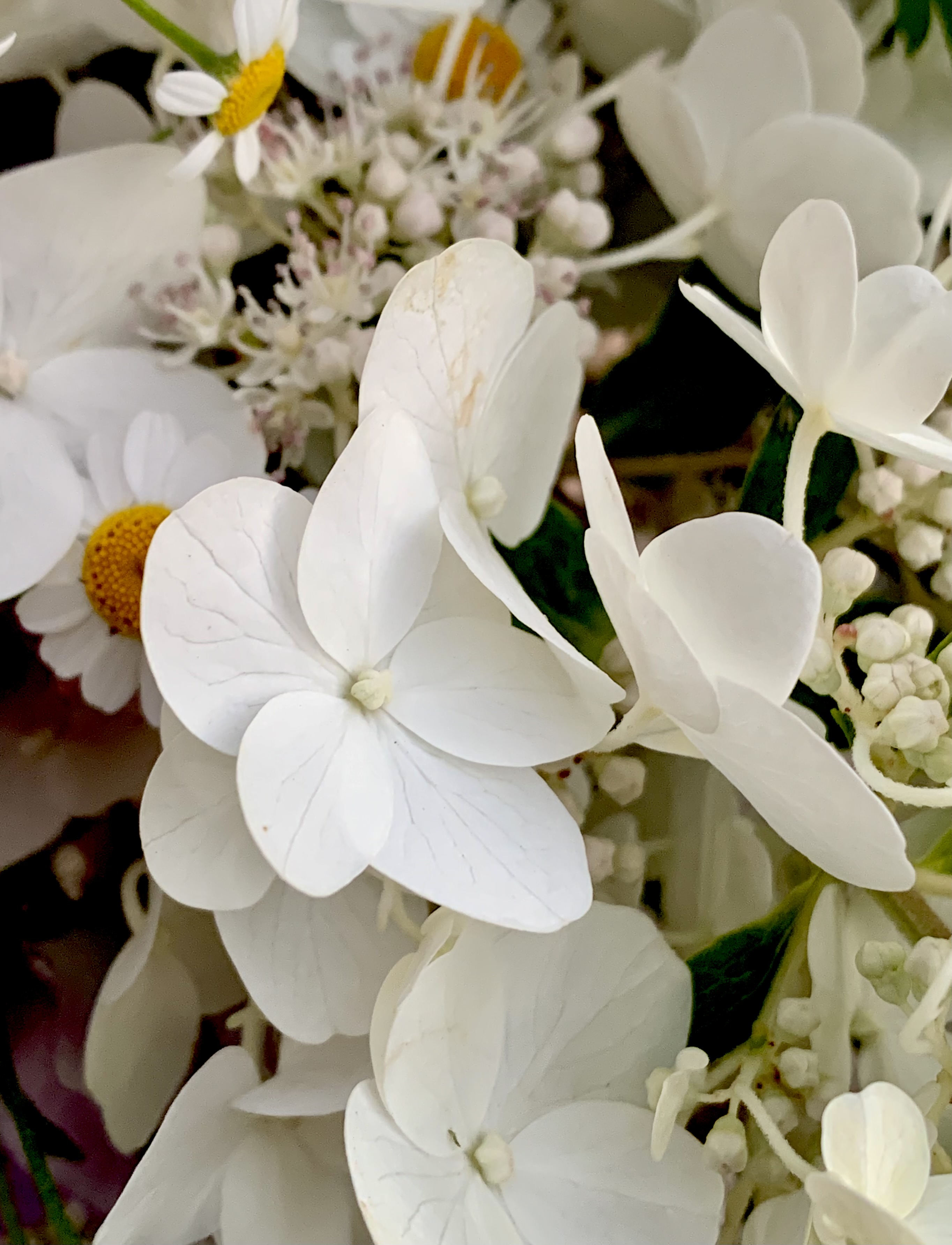 Contact – Midnight Daisy Flower Farm