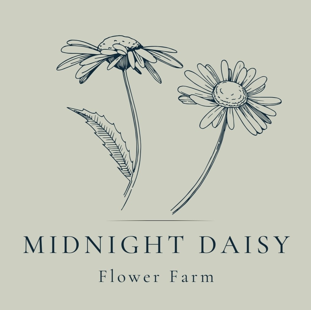Midnight Daisy Flower Farm – Garden-grown, specialty cut flowers in ...