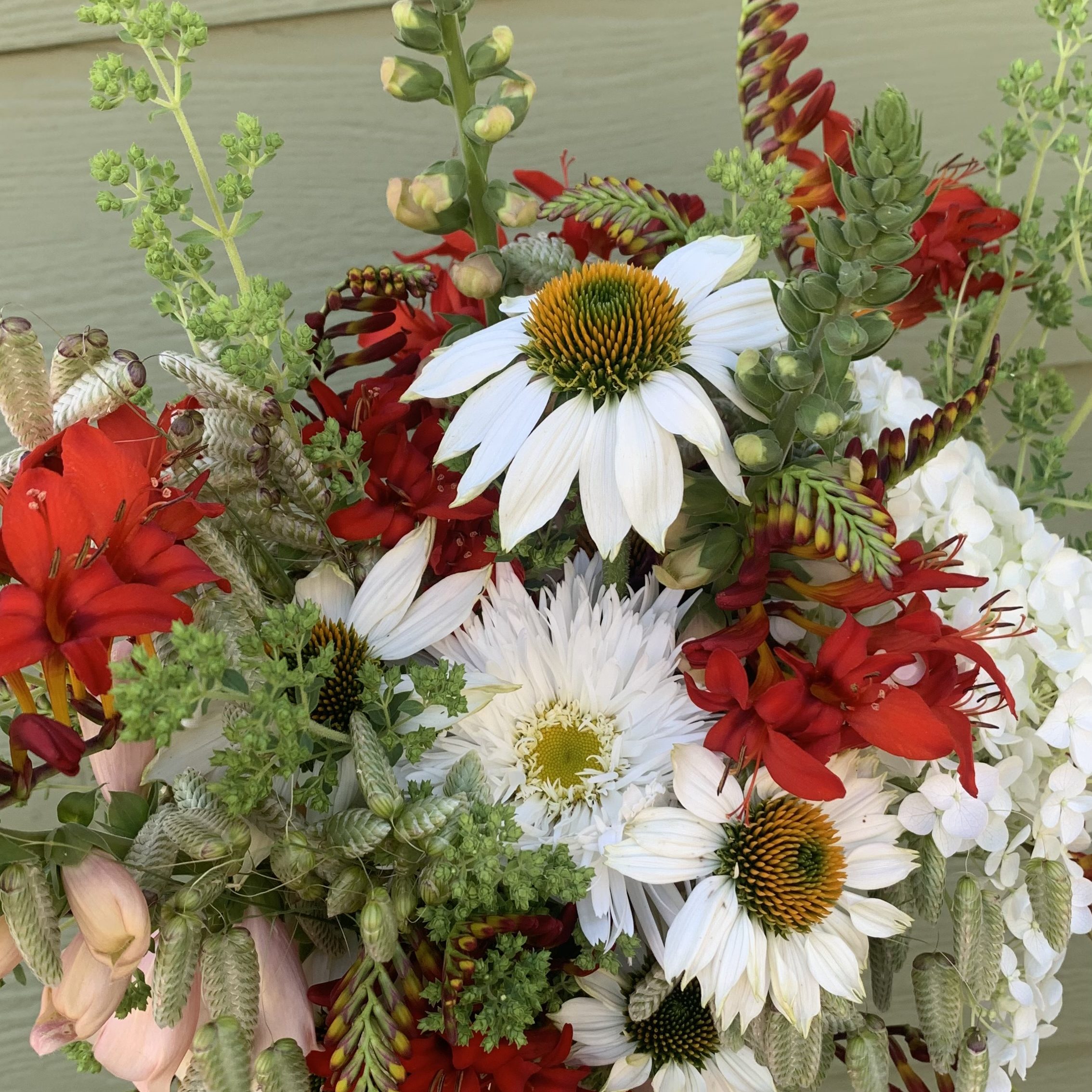 Midnight Daisy Flower Farm – Garden-grown, specialty cut flowers in ...
