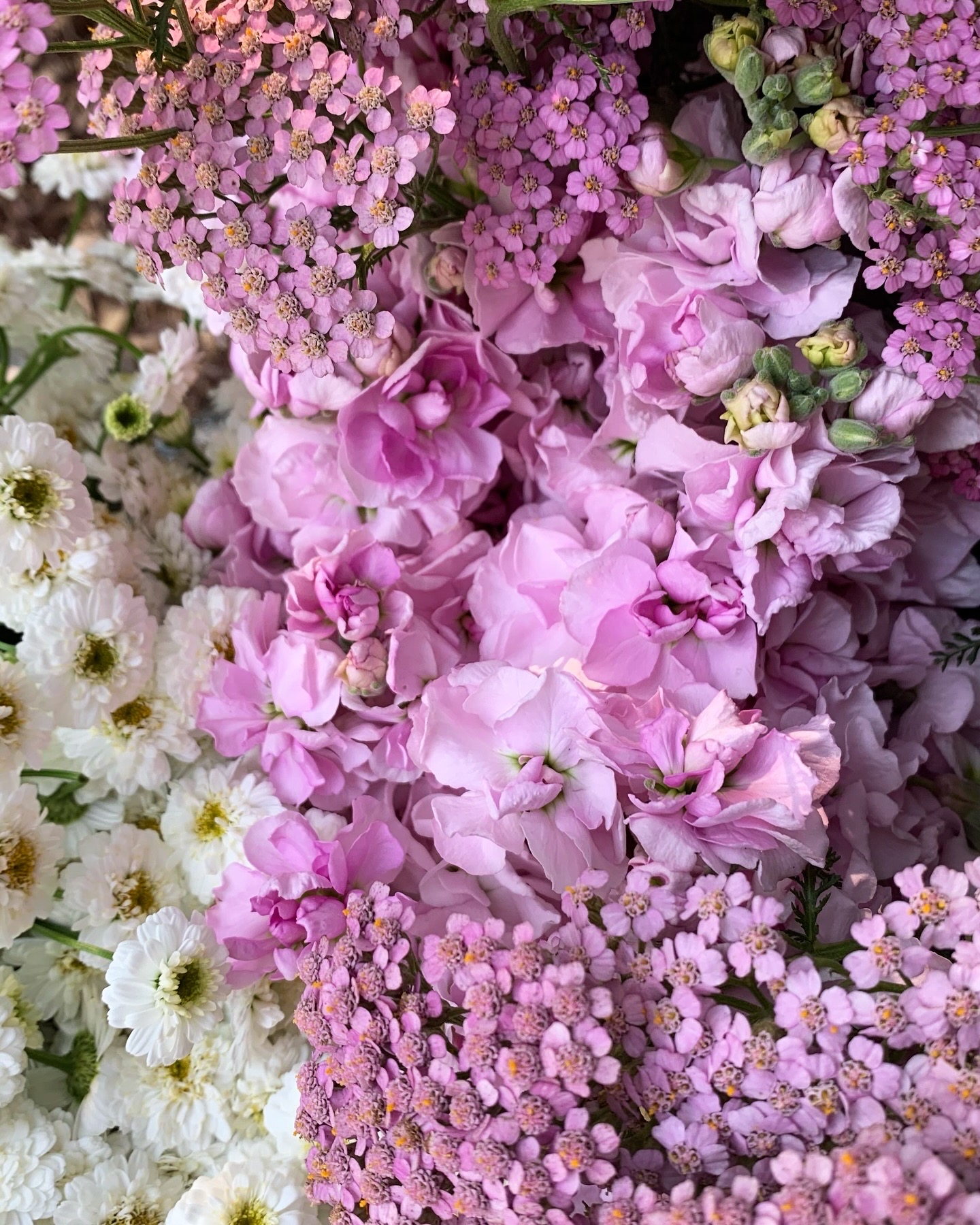 Bloom Buckets – Midnight Daisy Flower Farm