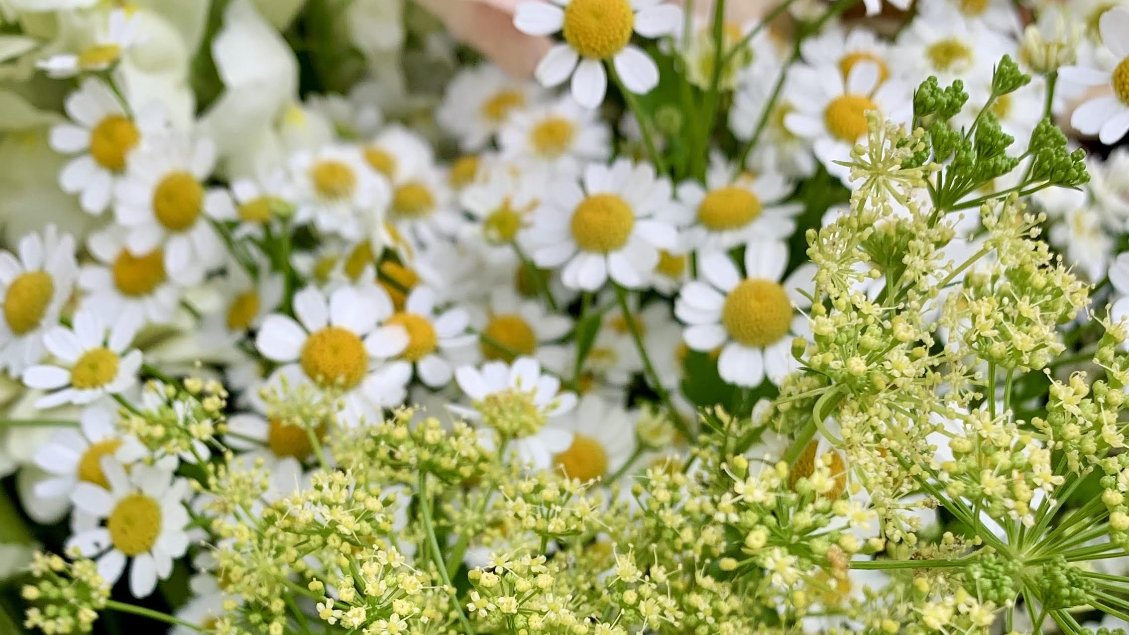 Why Us – Midnight Daisy Flower Farm